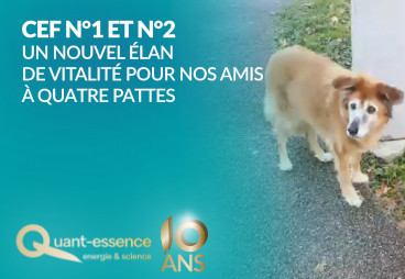 Les bienfaits des CEF N°1 et N°2 pour nos amis canins
